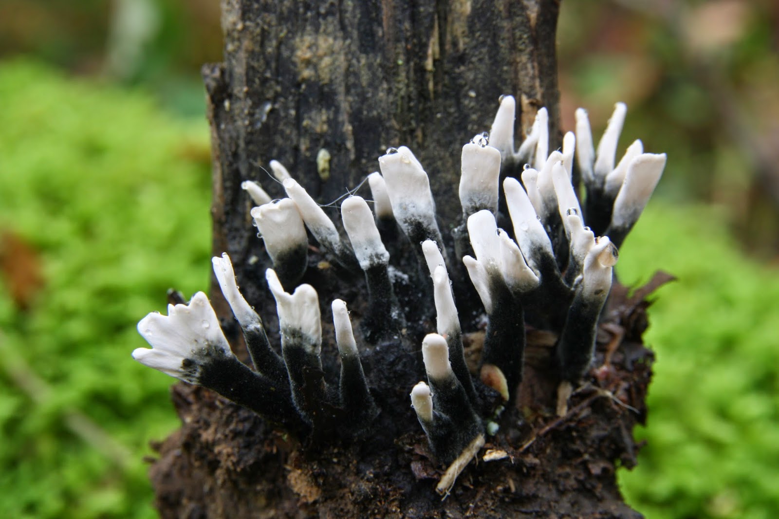 Xylaria