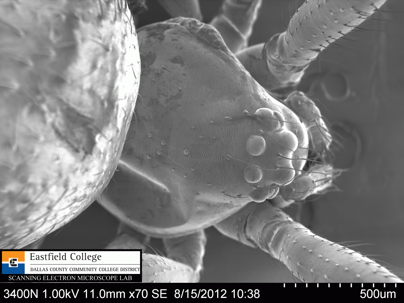 Scanning Electron Microscope Blog: Itsy Bitsy Spider - The Scanning ...