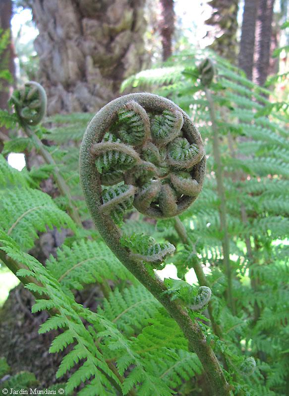 PlantZee: Dicksonia Antarctica