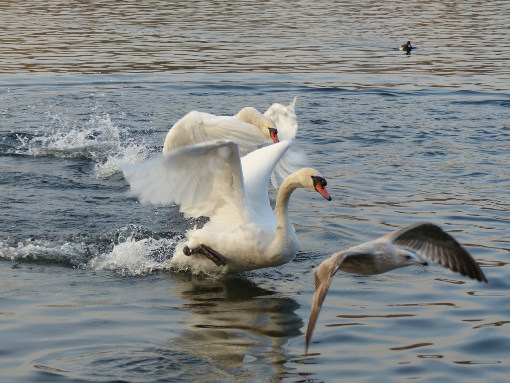 Kensington Gardens and Hyde Park birds