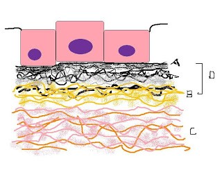 Blog Mahasiswa: Jaringan Epitel Part 1