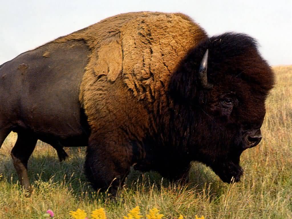 Ricardo Fernandez Barrueco: Bisonte americano (Bison bison)