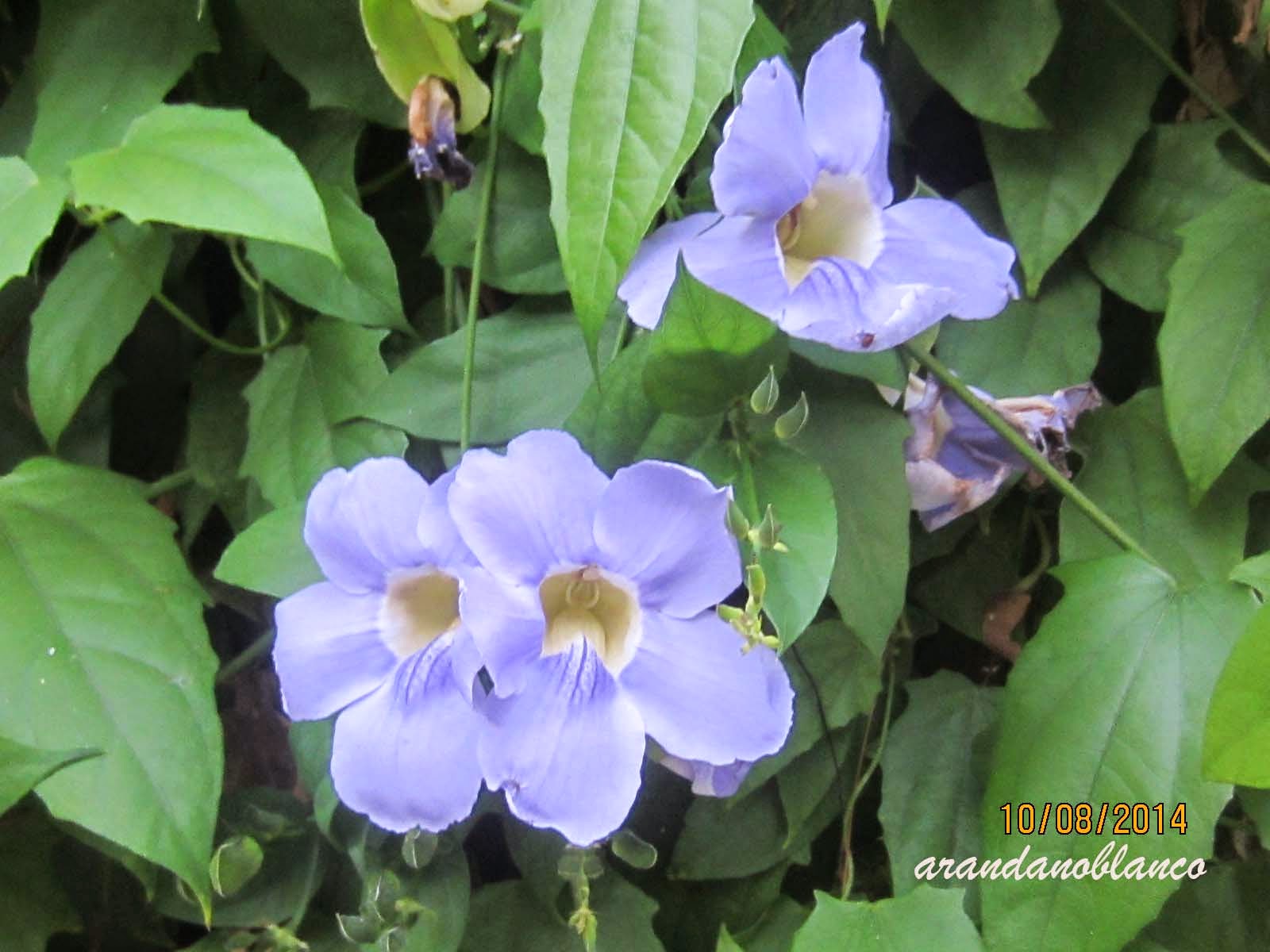 arbustosensevilla-encinarosa: Bignonia azul / thumbergia grandiflora ...
