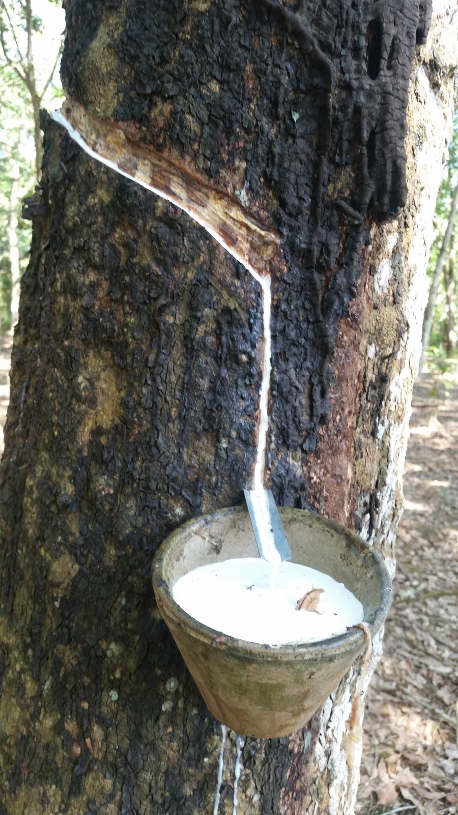 Warisan Petani: Harga Getah Naik 2