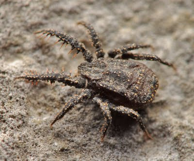 Catalogue of Organisms: The Prostigmata: Endless Forms