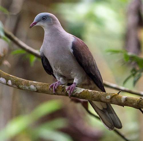 Mountain imperial-pigeon | Birds of India | Bird World