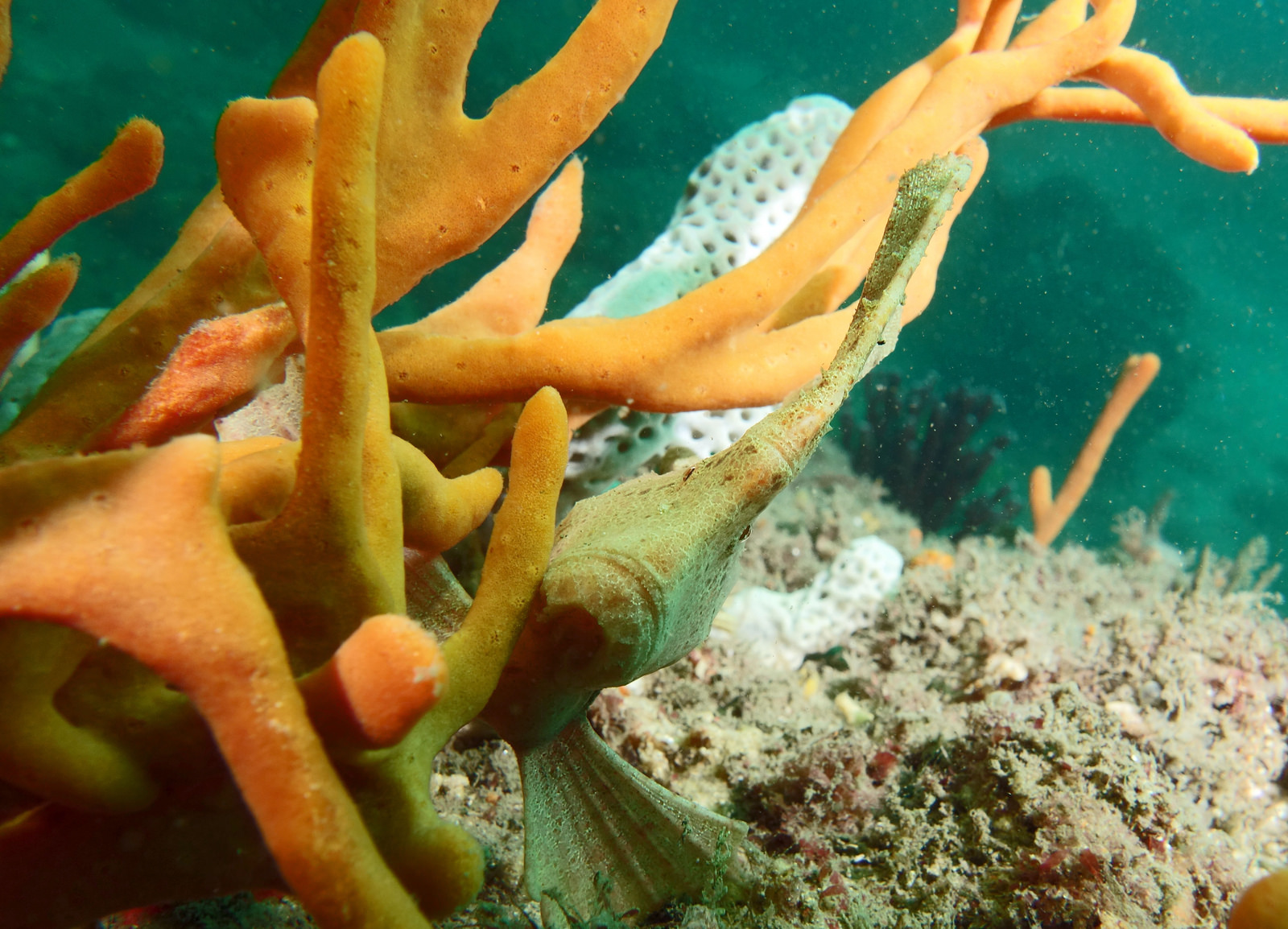 Real Monstrosities: Australian Prowfish