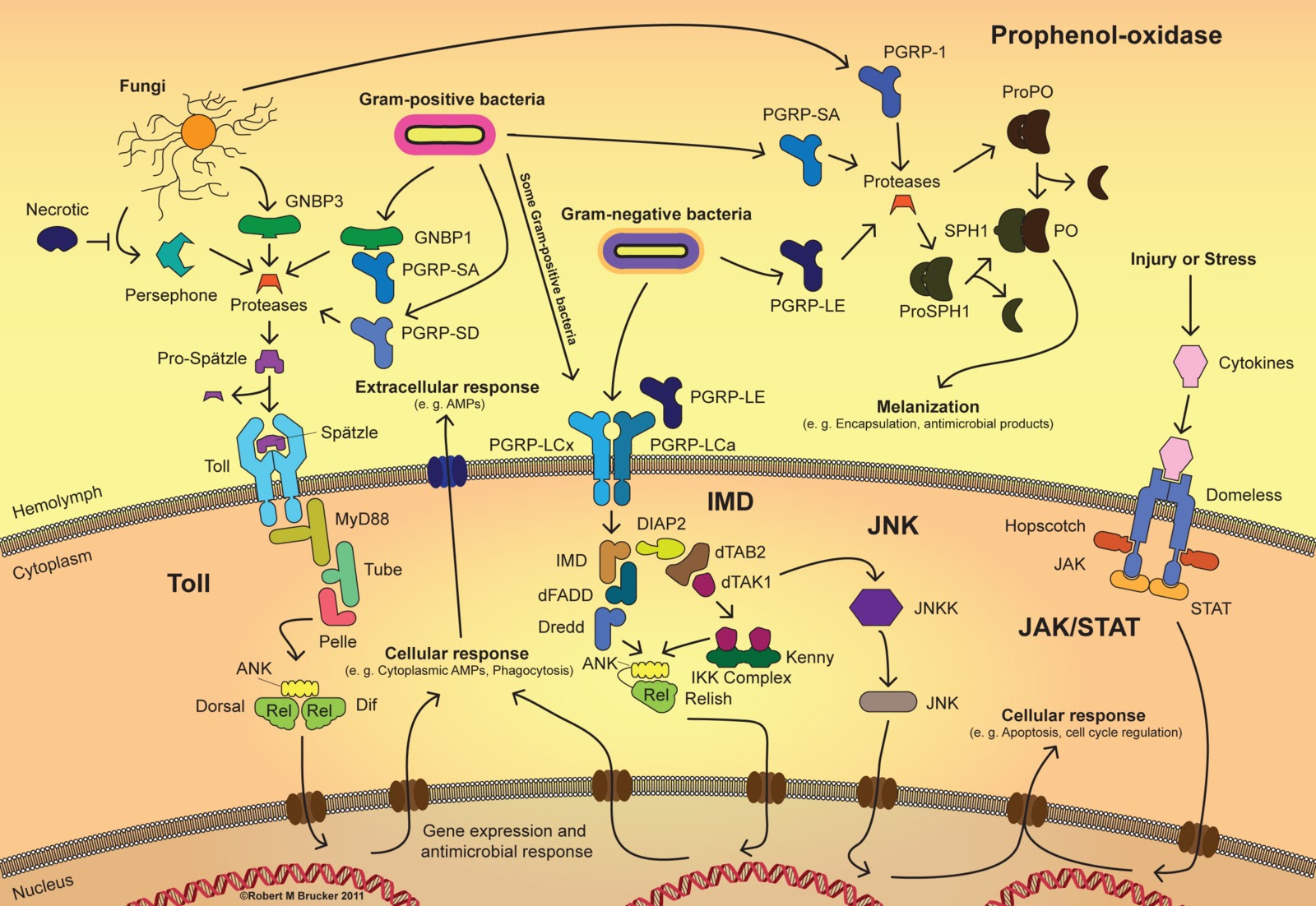 Insect Innate Immunity | Live in symbiosis, Scientific Illustrations