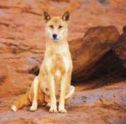 Animals: Dingo Dog Breed