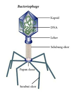 Struktur Virus dan Bagian - Bagian Virus - BELAJAR BIOLOGI BERSAMA
