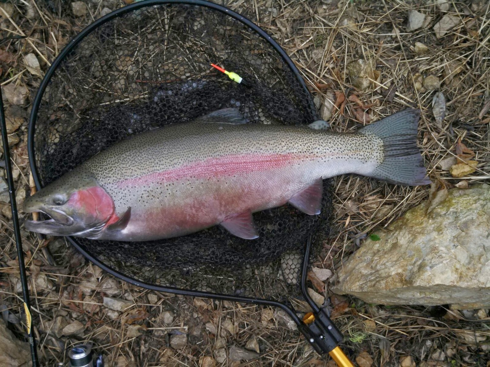 Wisconsin Fishing Reports: November Steelhead