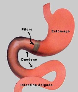 Biología: Aparato digestivo