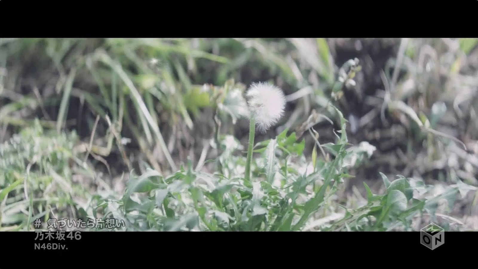 Nia's Wonderland: The Surprisingly Sad Story of a Dandelion