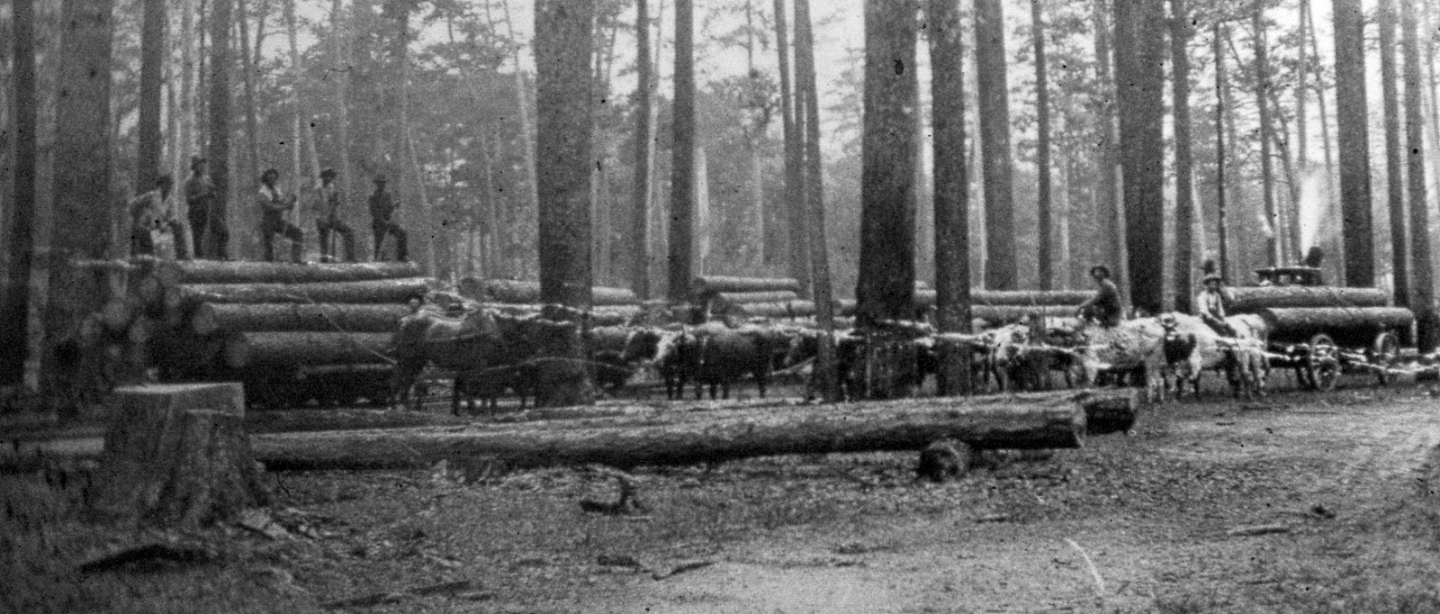 Tammany Family: Ox Teams Pulling Timber Wagons