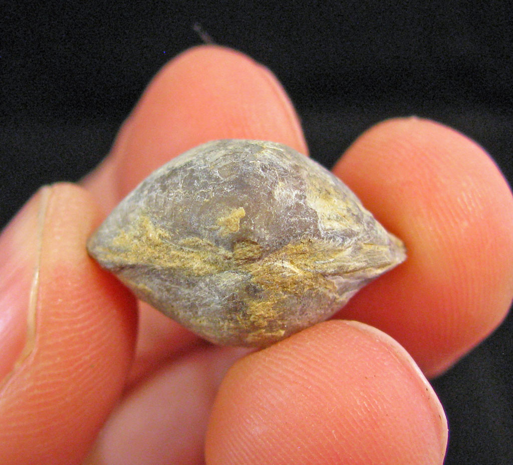 Views of the Mahantango: Athyris concentrica brachiopod from Eifel, Germany