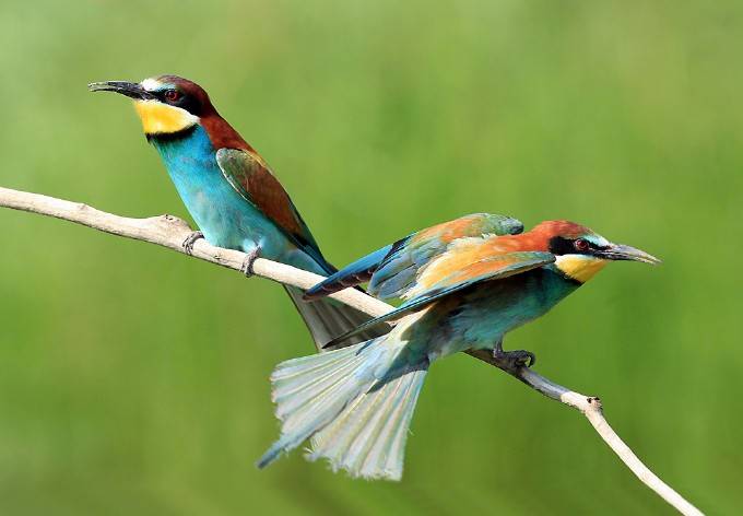 Birds Walpaper reviews: Very beautiful birds