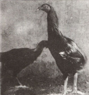 Gobierno De Ramon Caceres: Bolos, Coludos Y Colituertos