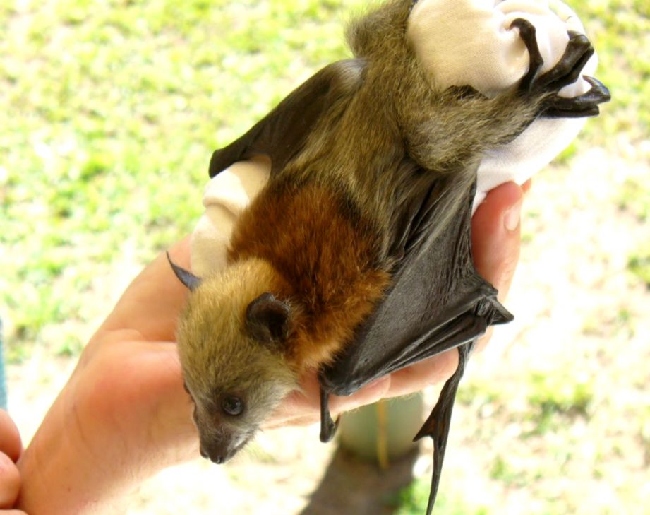 Flying Fox Background Wallpaper | Wallpaper Background HD