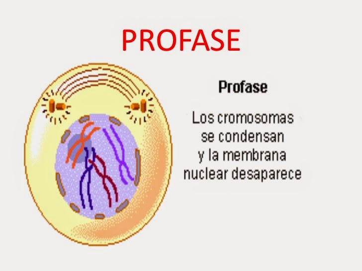 FASES DEL CICLO CELULAR: PROFASE