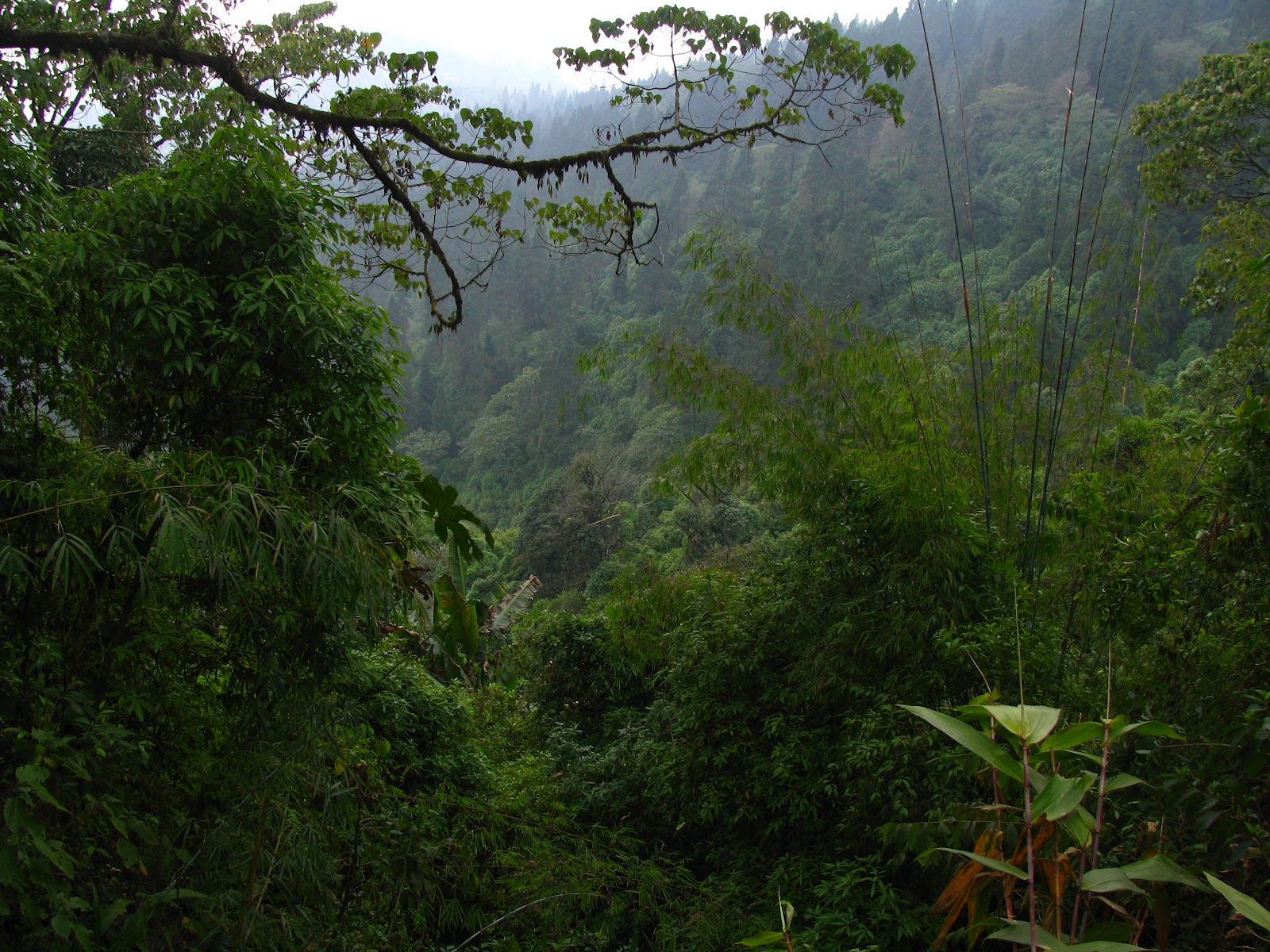 Vicinity to Nature with Sudipta: Virgin Beauty of Neora Valley National ...