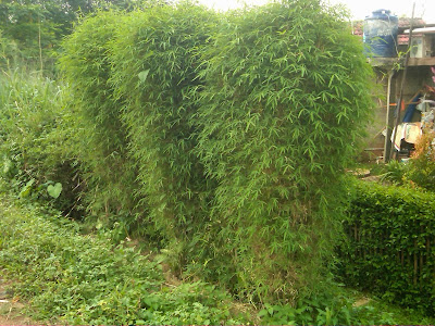 Jual pohon Bambu jepang | Tanaman hias | JUAL TANAMAN HIAS MURAH ...