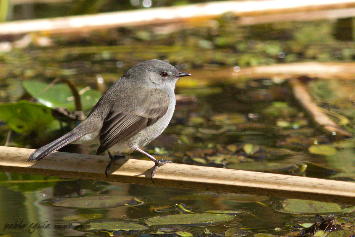 mis fotos de aves: Serpophaga nigricans Piojito Gris Sooty Tyrannulet