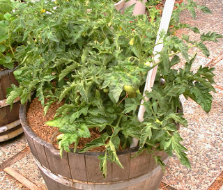 Alternative methods for growing tomato | Garden Park