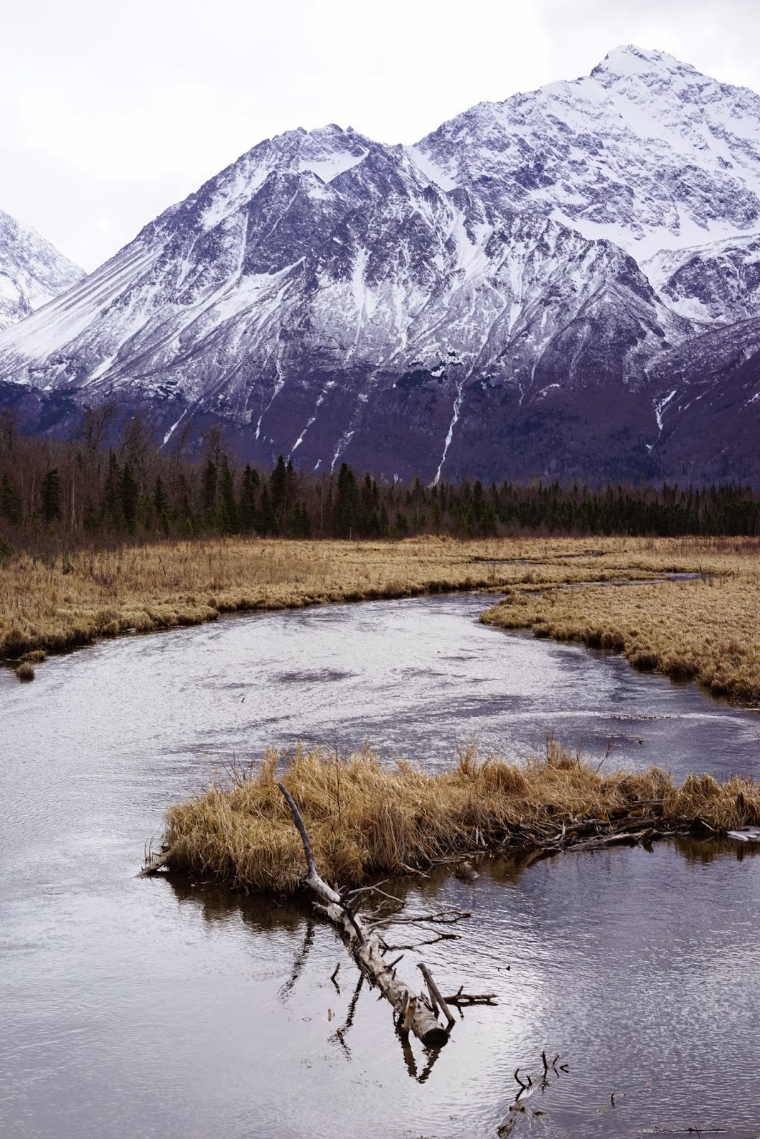 Lost But Loving It...In Alaska!: Swans