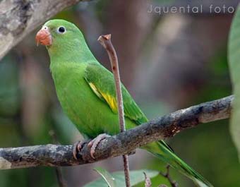 PAINEIRAS E MARITACAS