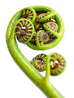 Imogen Smid's Final Illustration Exam Blog: Back to the Kiwi Roots