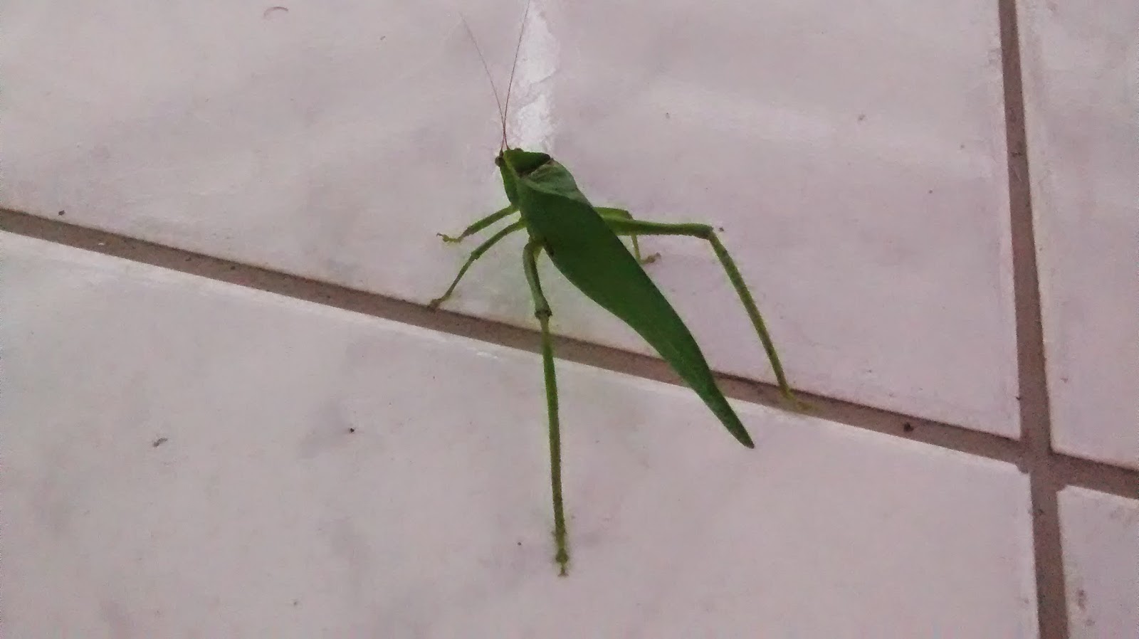 Grilo Verde ~ Apezando