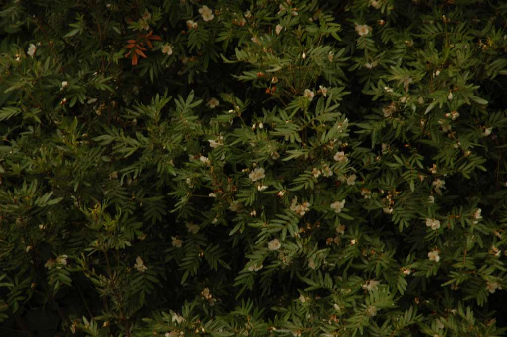 The Nature of Robertson: Eucryphia in full flower - in the mist