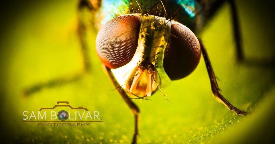 Insects Macro Photography: Tips and Tutorials: THE FLY (Ang Langaw)