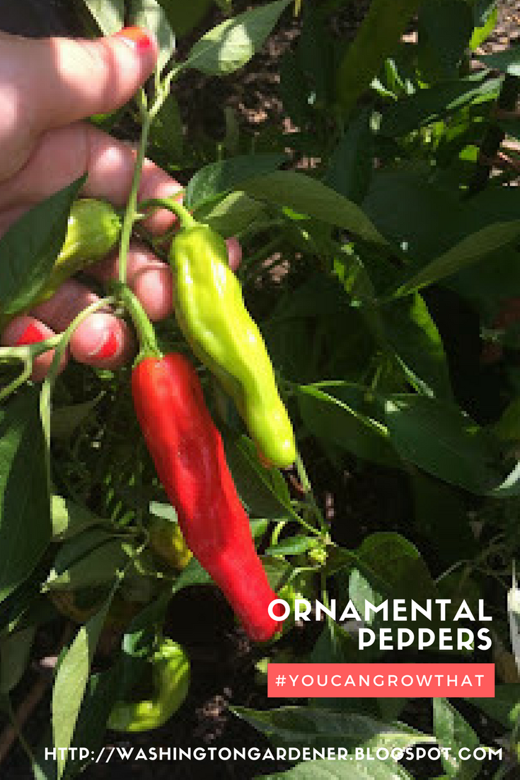 WashingtonGardener: Video Plant Profile: Ornamental Peppers