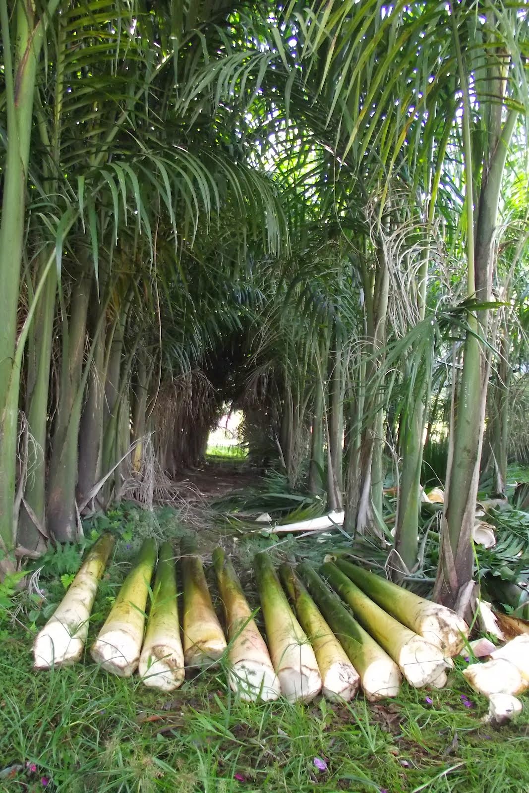Circulando na Vila : Encontro técnico abre programação da 2ª Festa do ...