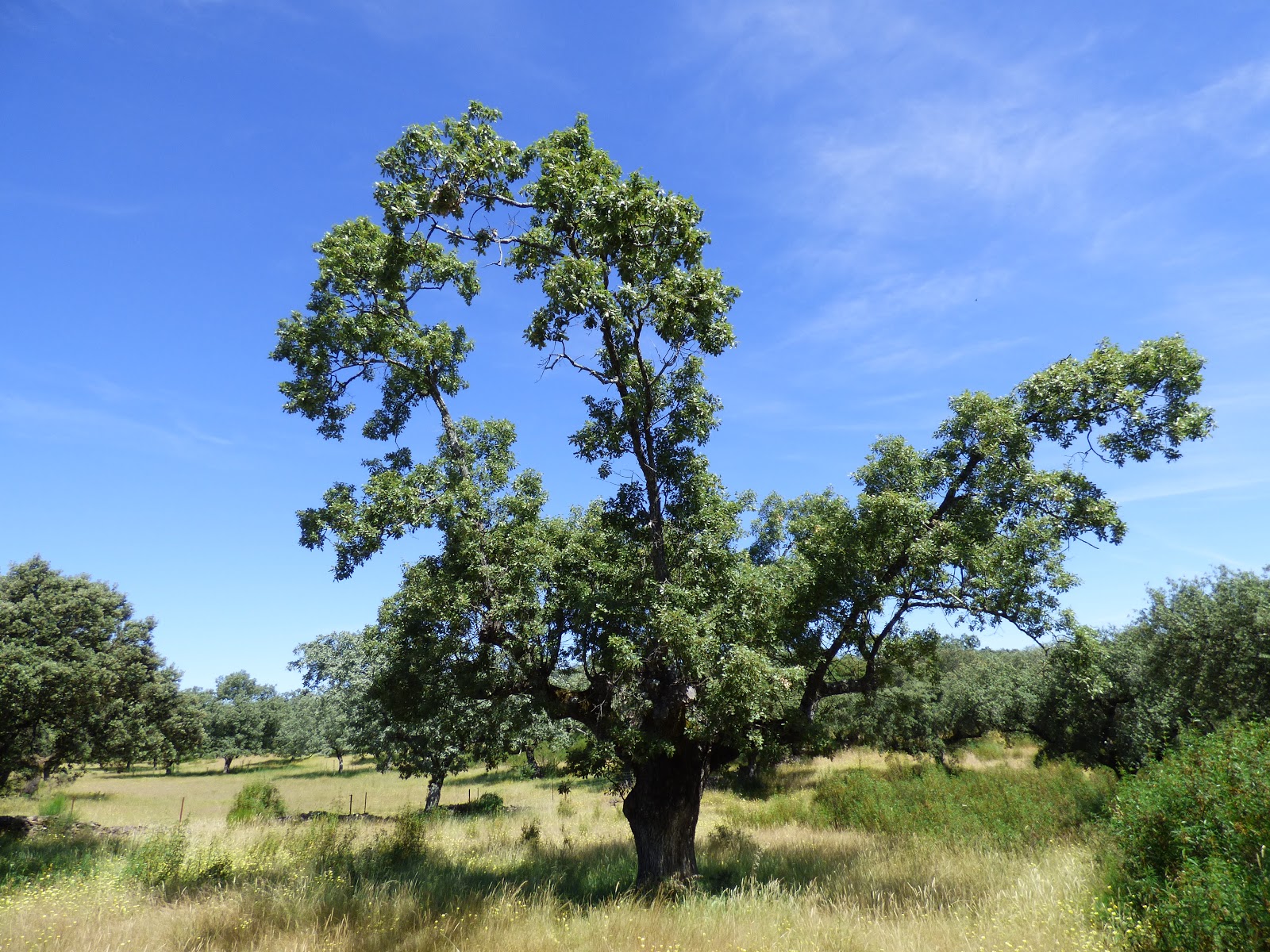 Montehermoso Natural: Quejigo (Quercus faginea)