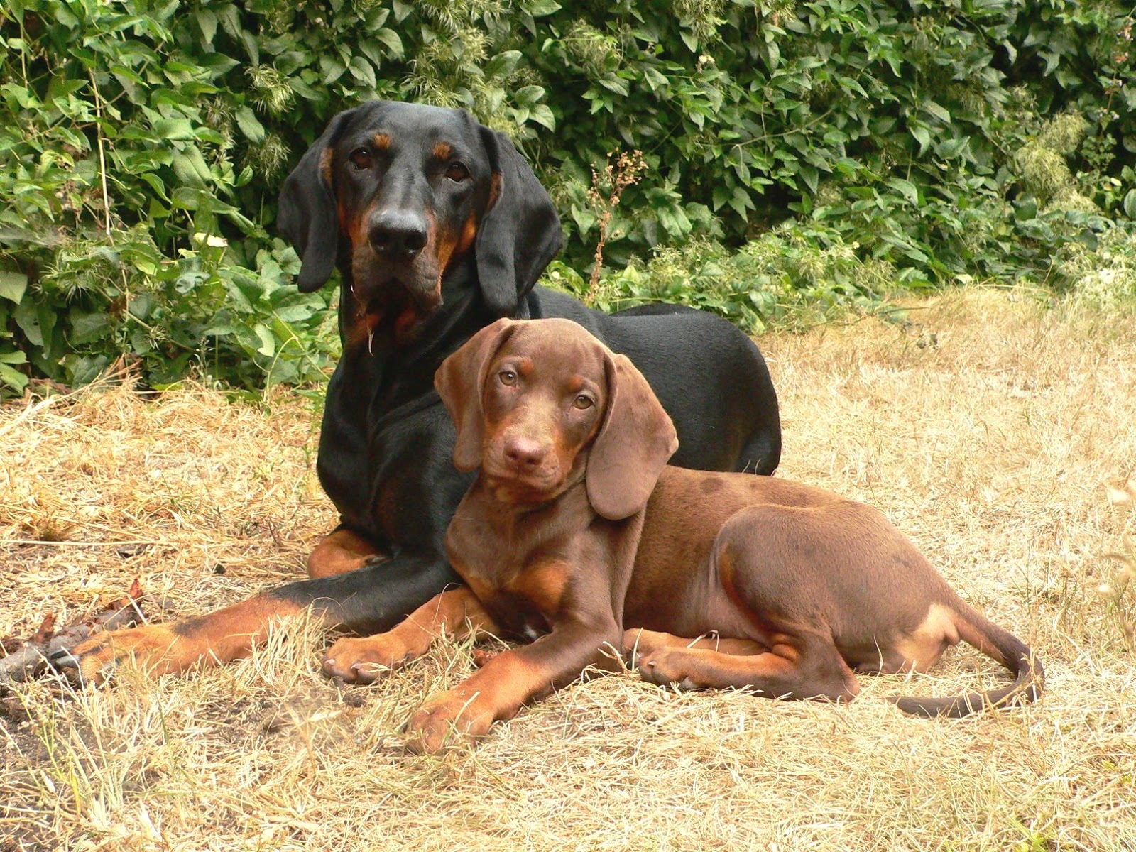 Biały Maltan: Nasz skarb narodowy, czyli polskie rasy psów