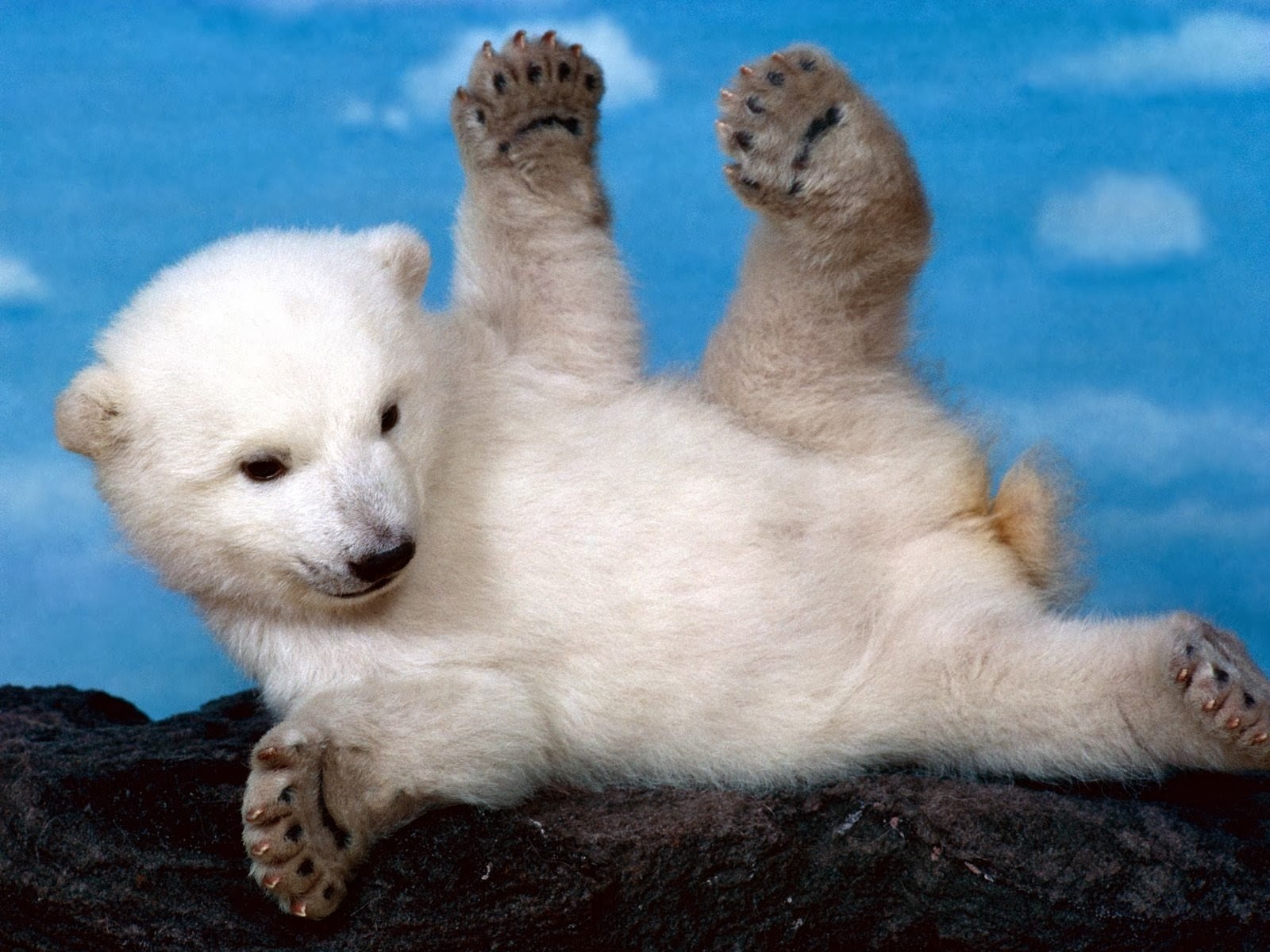 animales tiernos: los animales mas tiernos del mundo animales tiernos: los animales mas tiernos del mundo
