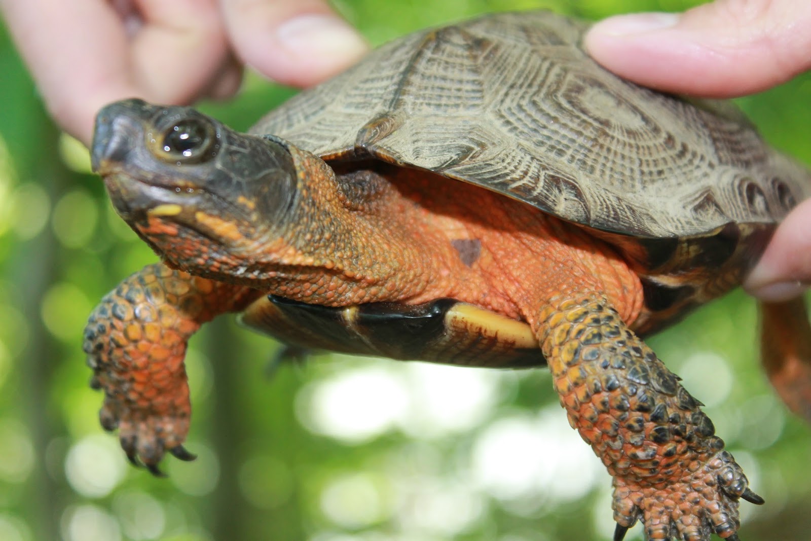 BOB CONFER'S COMMENTARY: EXPLORING THE NIAGARA FRONTIER: The wood ...