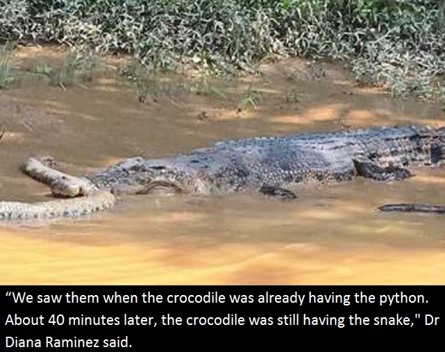 SOLYMONE BLOG: SIGHT OF CROC EATING PYTHON SHOWS ALL’ES WELL IN RIVER ...