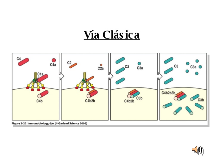 Sistema de complemento. Inmunología
