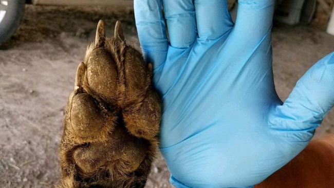 White Wolf : Strange Wolf like creature discovered, shot by Montana farmer