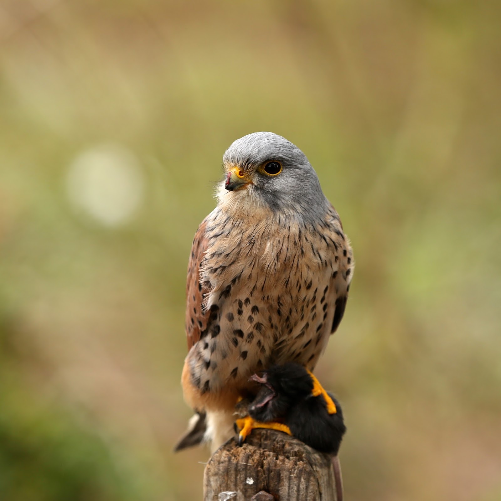 TrogTrogBlog: Bird of the week - Kestrel