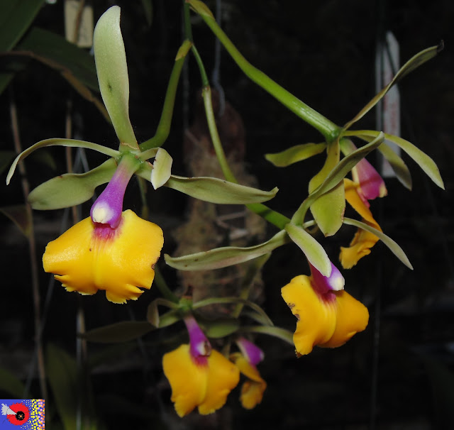ORQUÍDEAS * BROMÉLIAS: Epicattleya Rene Marques 'Flame Thrower ...