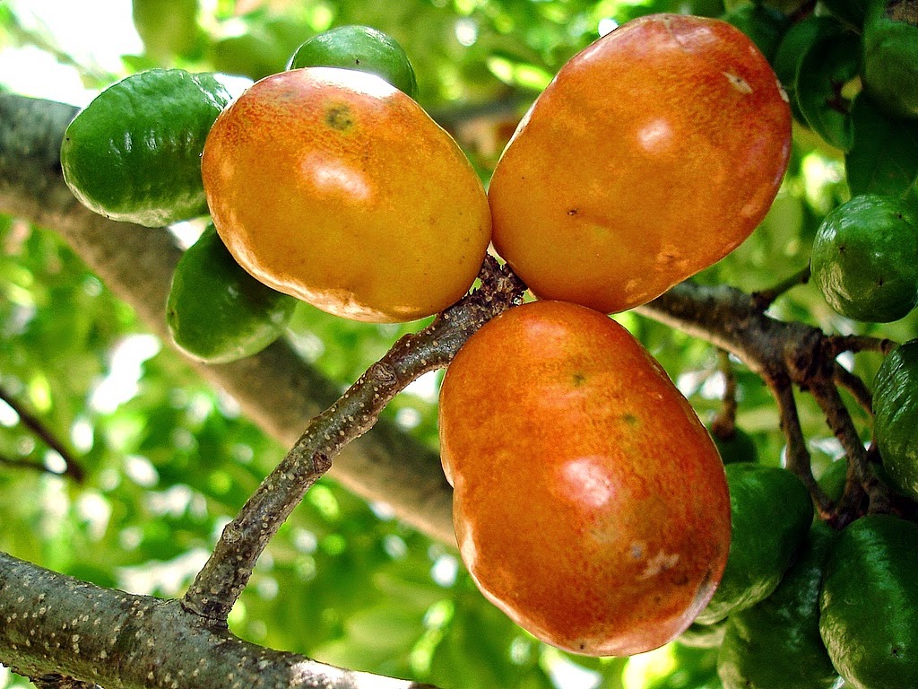 Seriguela: Siriguela , ciriguela ou ciruela (Spondias purpurea)