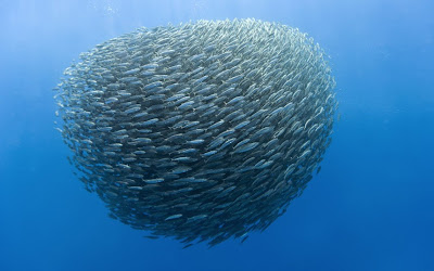 Everybody's Earth: Influential Issues: Overfishing