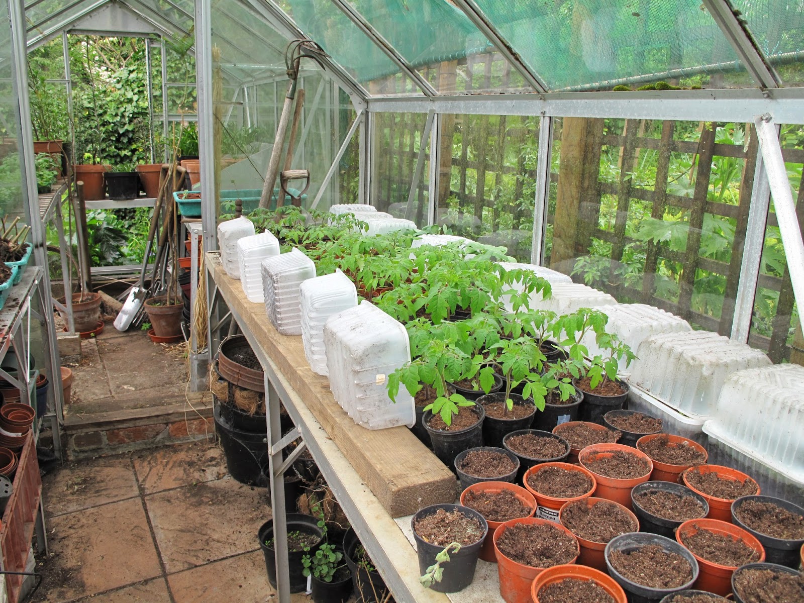 Joanne's Cottage Garden: BLOSSOM, GARDEN, GREENHOUSE, HOUSE PLANTS AND PUP