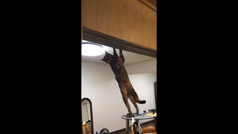 Video Kucing Lakukan Pull-Up Viral di Sosial Media, Namun Netizen ... Video Kucing Lakukan Pull-Up Viral di Sosial Media, Namun Netizen ...