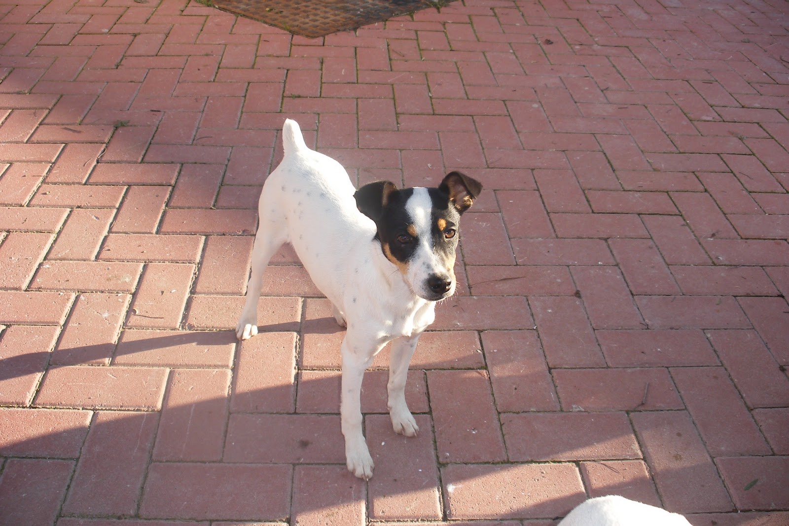 YORKSHIRE DE PURA RAZA: VENTA DE CACHORROS RATONEROS BODEGUEROS