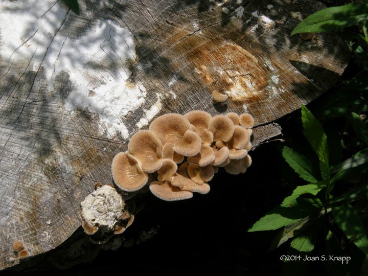 Anybody Seen My Focus?: Ruddy Panus (Panus rudis)